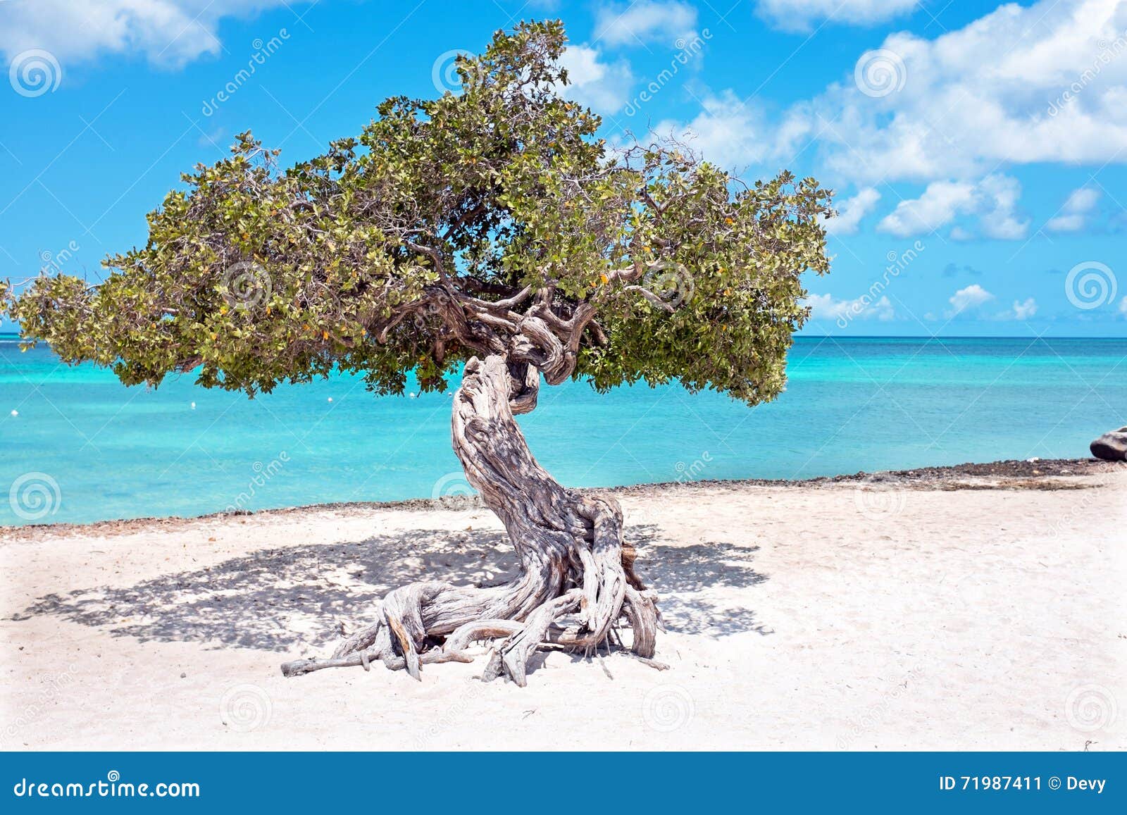 Divi Divi Tree on Aruba Island in the Caribbean Stock Image - Image of ...