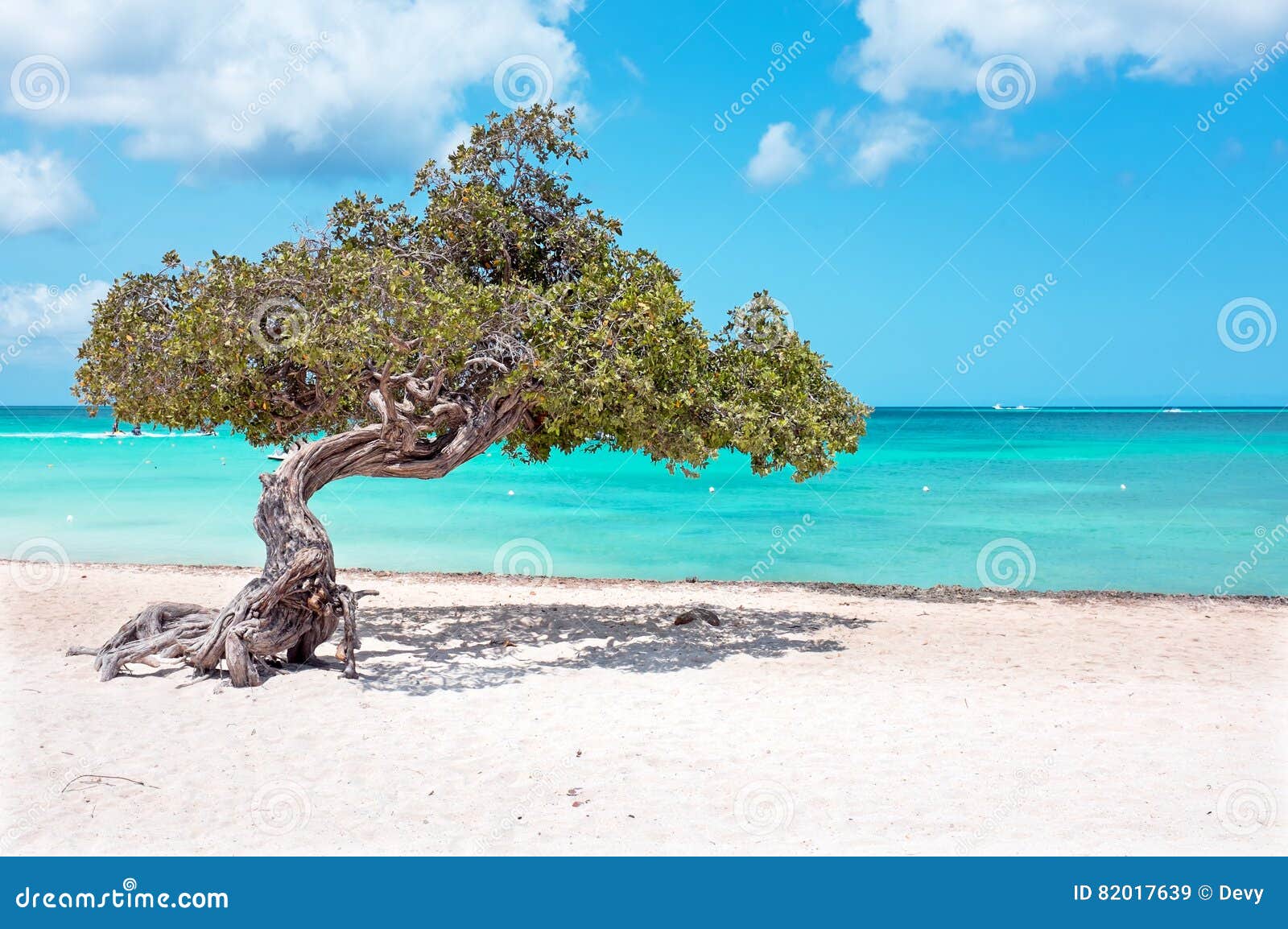 Divi Divi Tree on Aruba Island I Stock Image - Image of landscape, sand ...