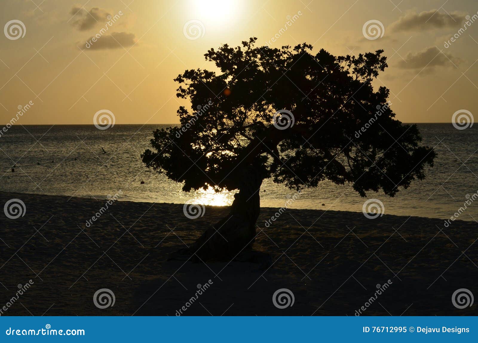 Divi Divi Tree Silhouette at Dusk Stock Image - Image of aruba, coast ...