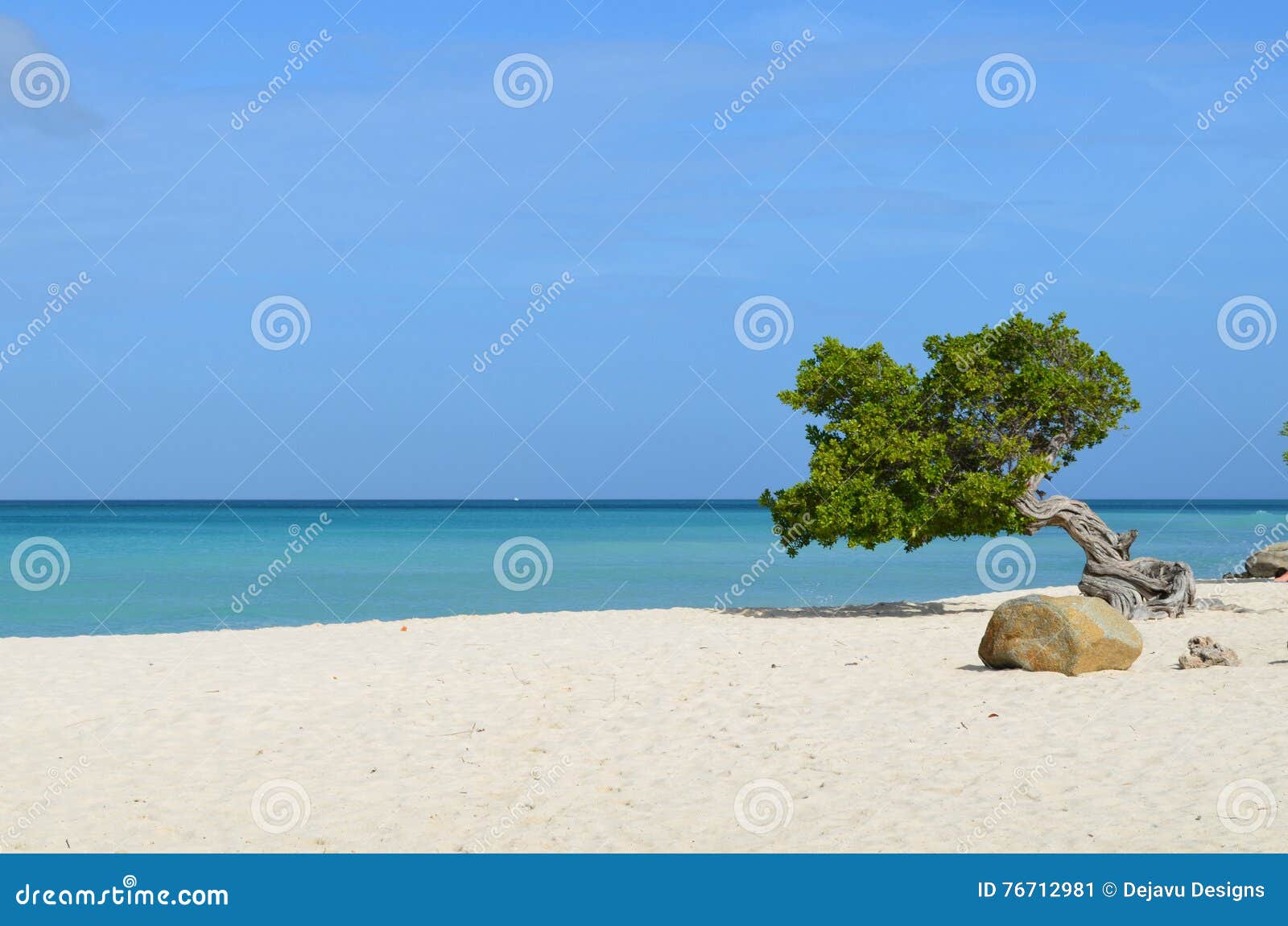 Divi-Divi Tree Standing Op Eagle Beach Stock Afbeelding - Image of ...