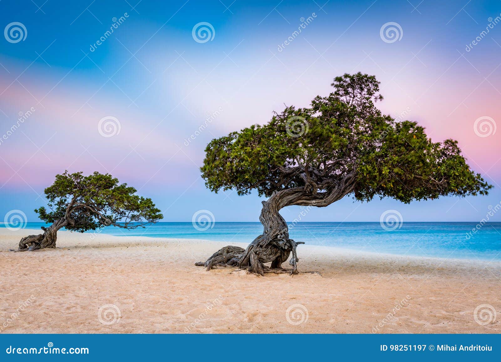 Divi-Divi Trees on Eagle Beach, Aruba Stock Image - Image of canopy ...