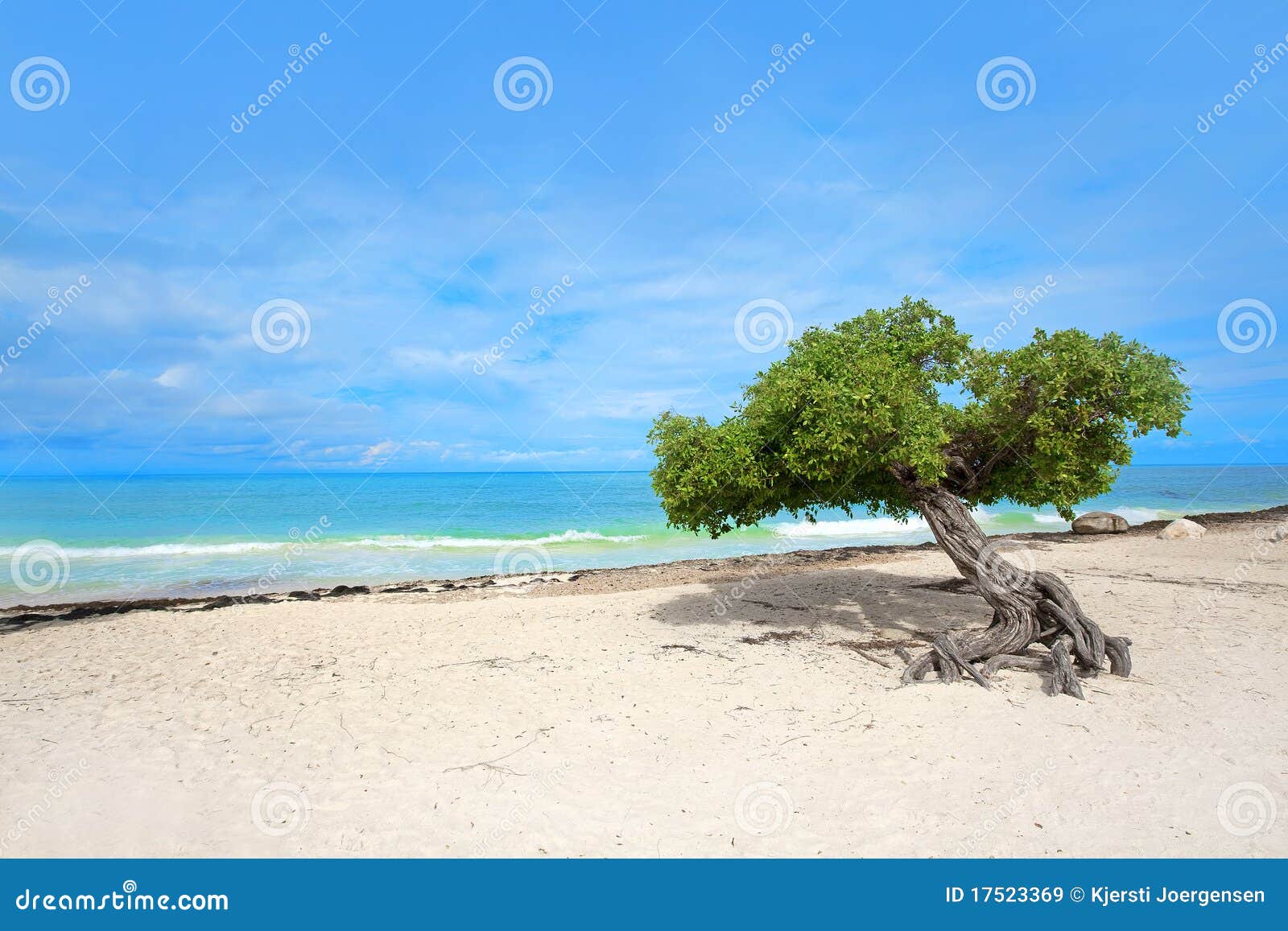Divi tree stock image. Image of seascape, shore, tropic - 17523369