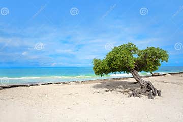 Divi tree stock image. Image of seascape, shore, tropic - 17523369