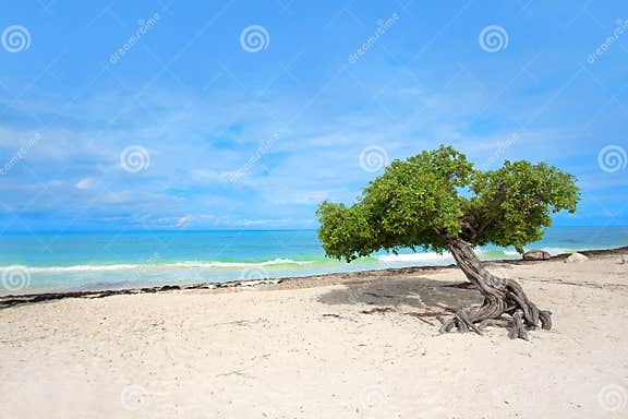 Divi tree stock image. Image of seascape, shore, tropic - 17523369