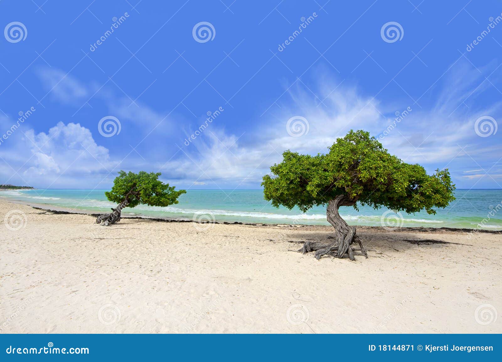 Divi tree stock image. Image of blue, scenery, landscape - 18144871