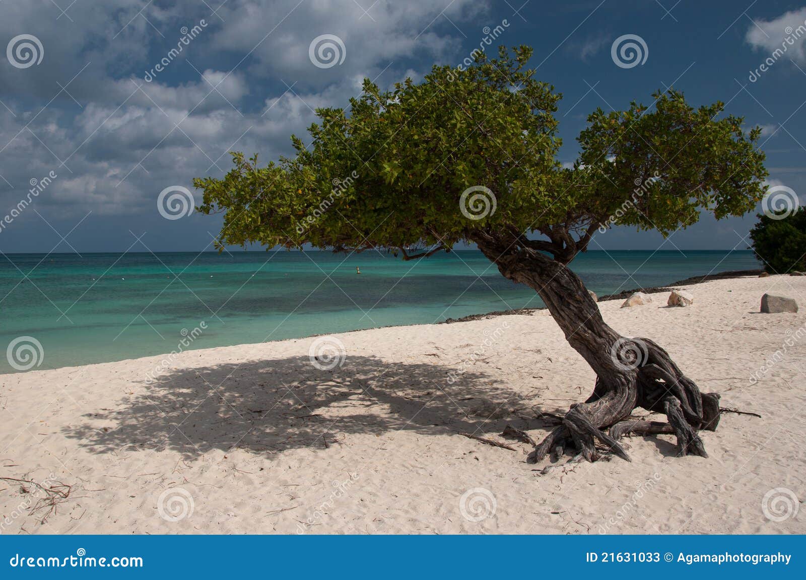 Divi tree stock image. Image of eagle, paradise, sand - 21631033