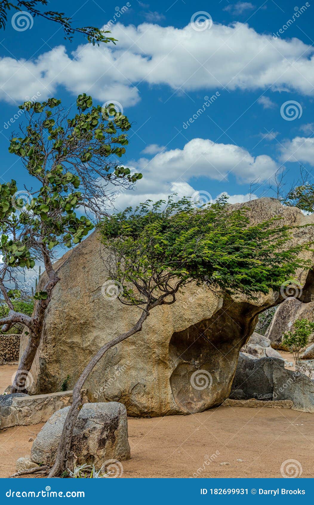 Divi Divi Tree by Boulder stock image. Image of vacation - 182699931