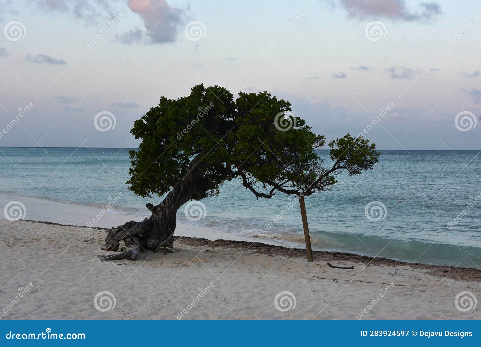 Divi Tree on Eagle Beach in Aruba Stock Image - Image of views ...