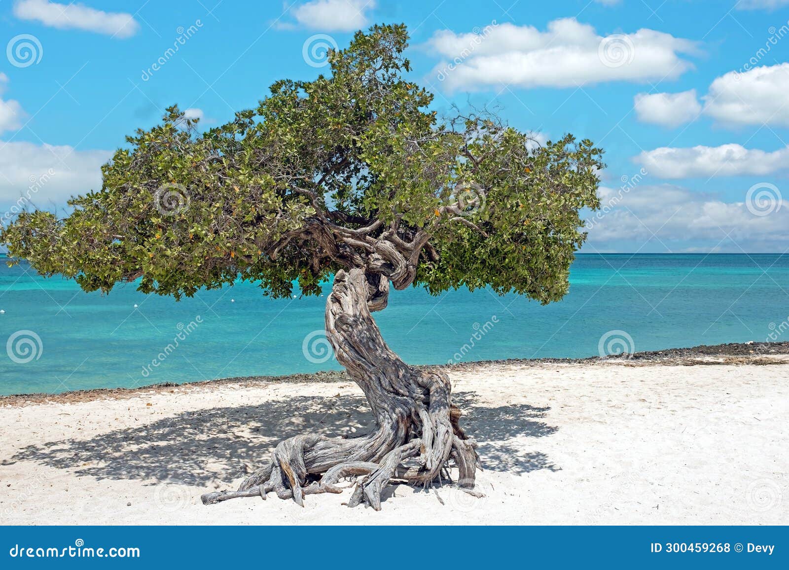 Divi Divi Tree on Eagle Beach at Aruba Island Stock Photo - Image of ...