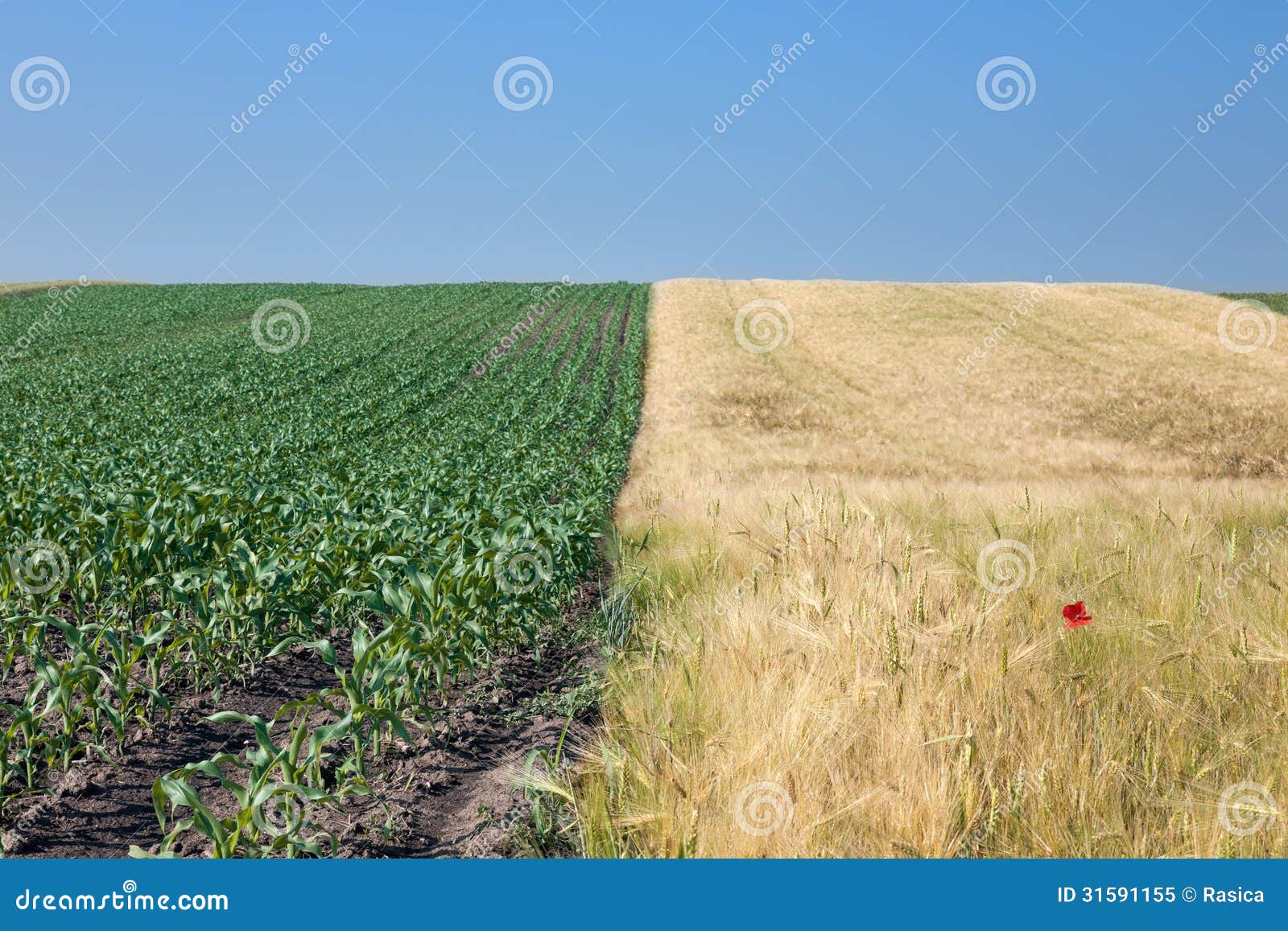 Divided Fields of Rye and Corn Stock Image - Image of crop, countryside ...
