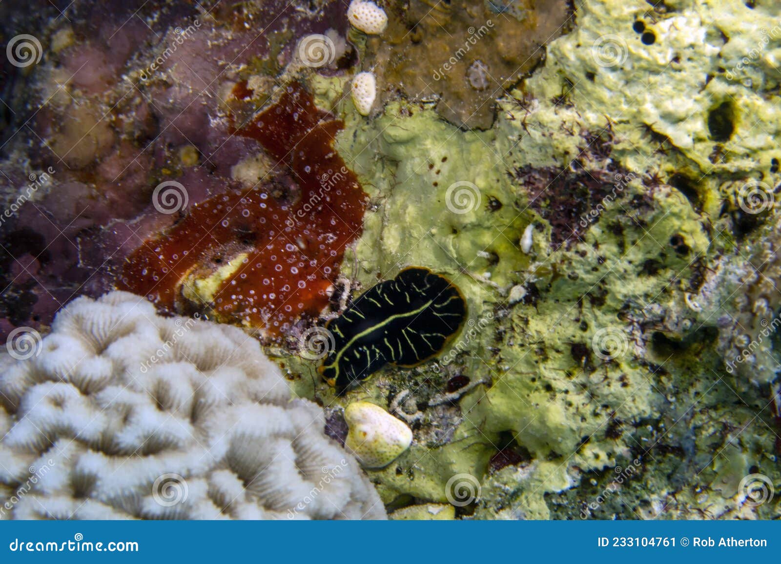 A Divided Flatworm Pseudoceros Dimidiatus Stock Image - Image of polyclad, flatworm: 233104761