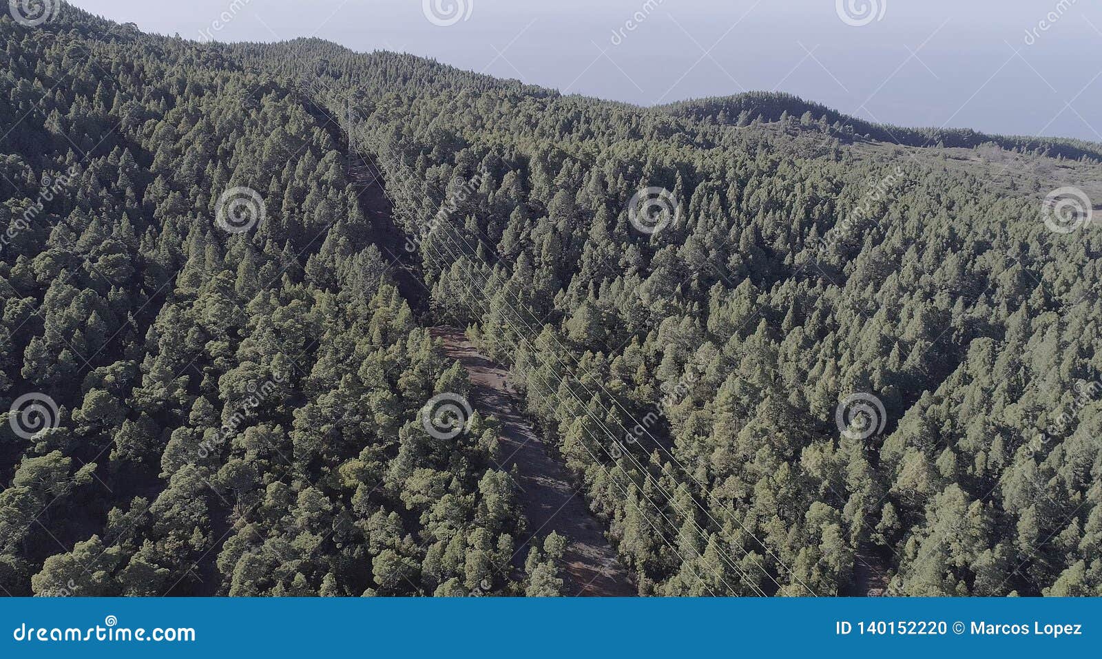 Divided forest stock photo. Image of forest, dividing - 140152220