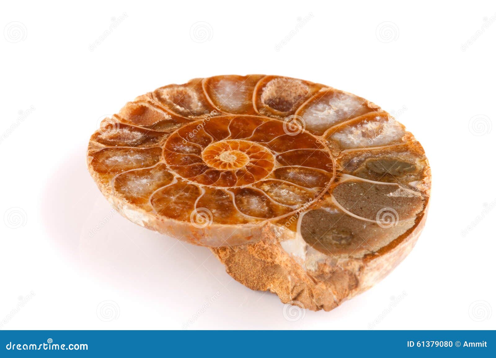 Divided Pleistocene Shell stock photo. Image of mineral - 61379080