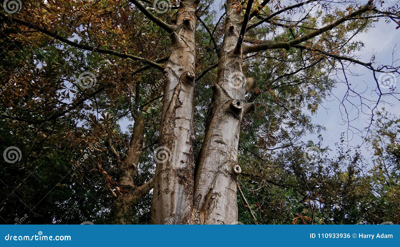 Divided Tree Trunk with Branch Stumps Stock Photo - Image of light ...