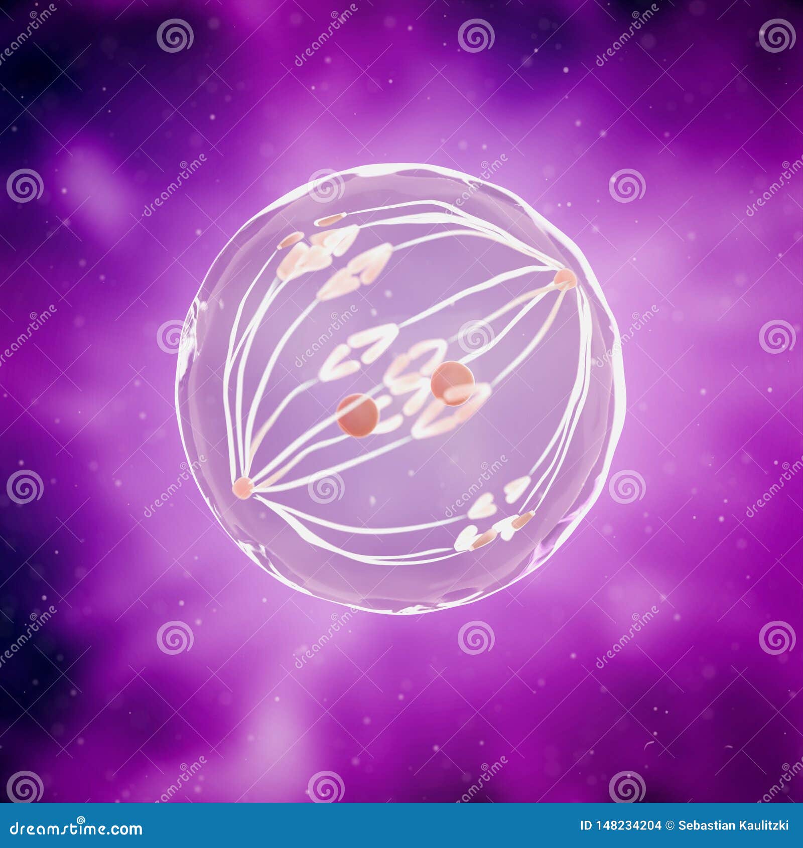 A dividing cell stock illustration. Illustration of nucleus - 148234204