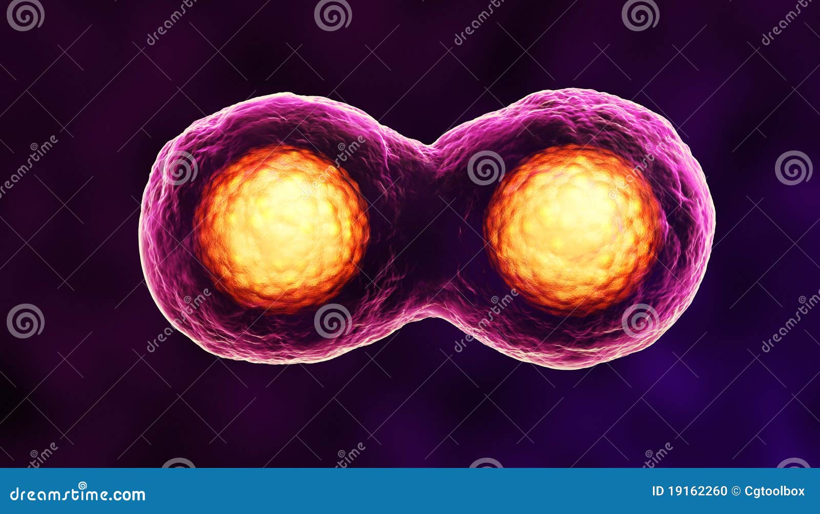 Dividing cells stock illustration. Illustration of circle - 19162260