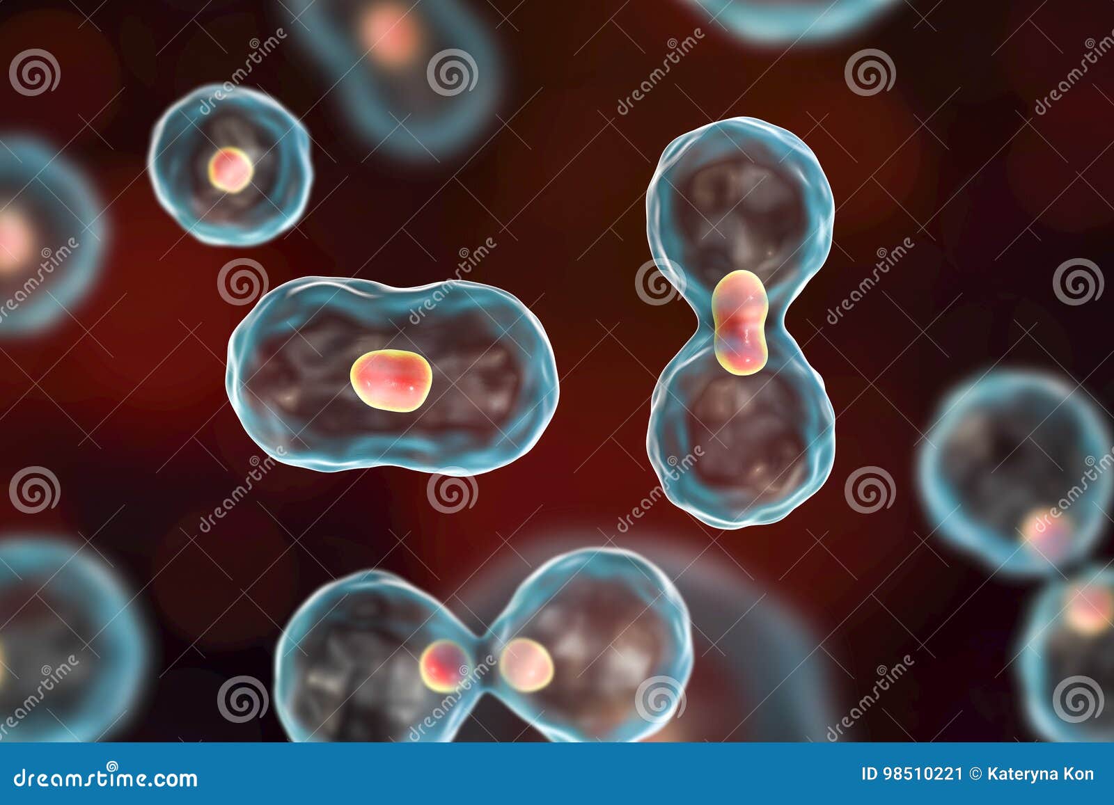 Dividing Cells on Colorful Background Stock Illustration - Illustration ...