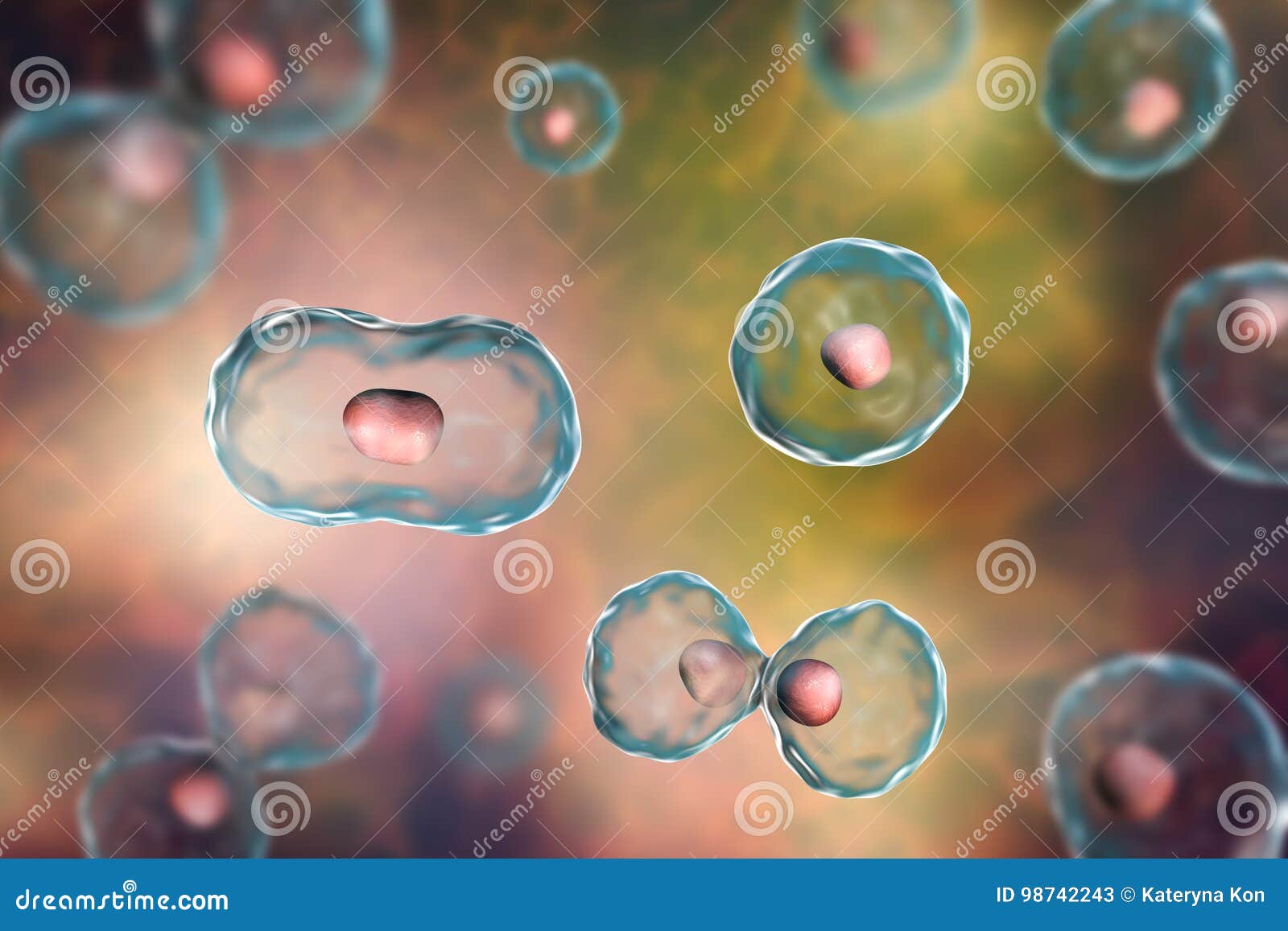 Dividing Cells on Colorful Background Stock Illustration - Illustration ...