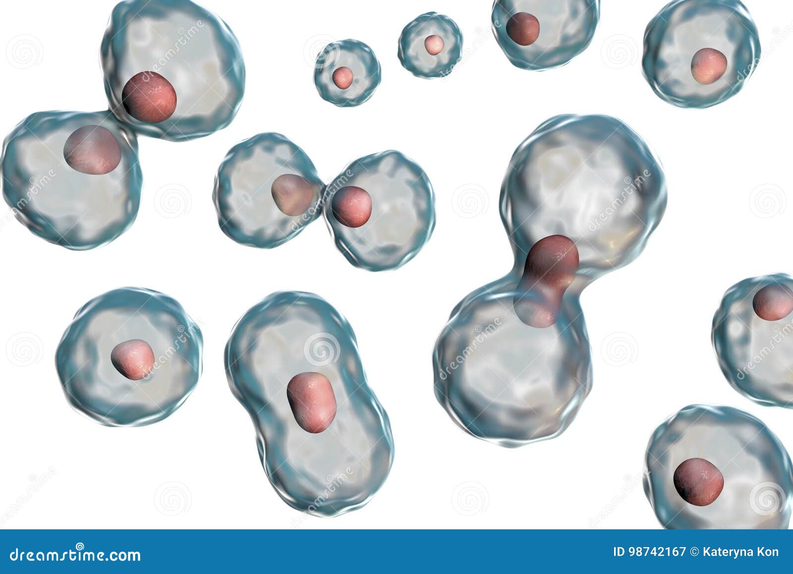 Dividing Cells on White Background Stock Illustration - Illustration of ...