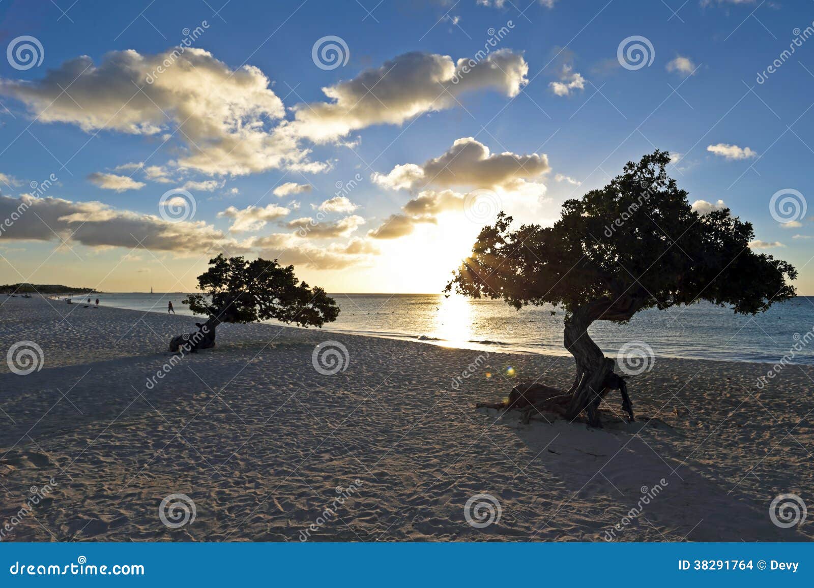 Dividivi trees on Aruba stock photo. Image of outdoor - 38291764