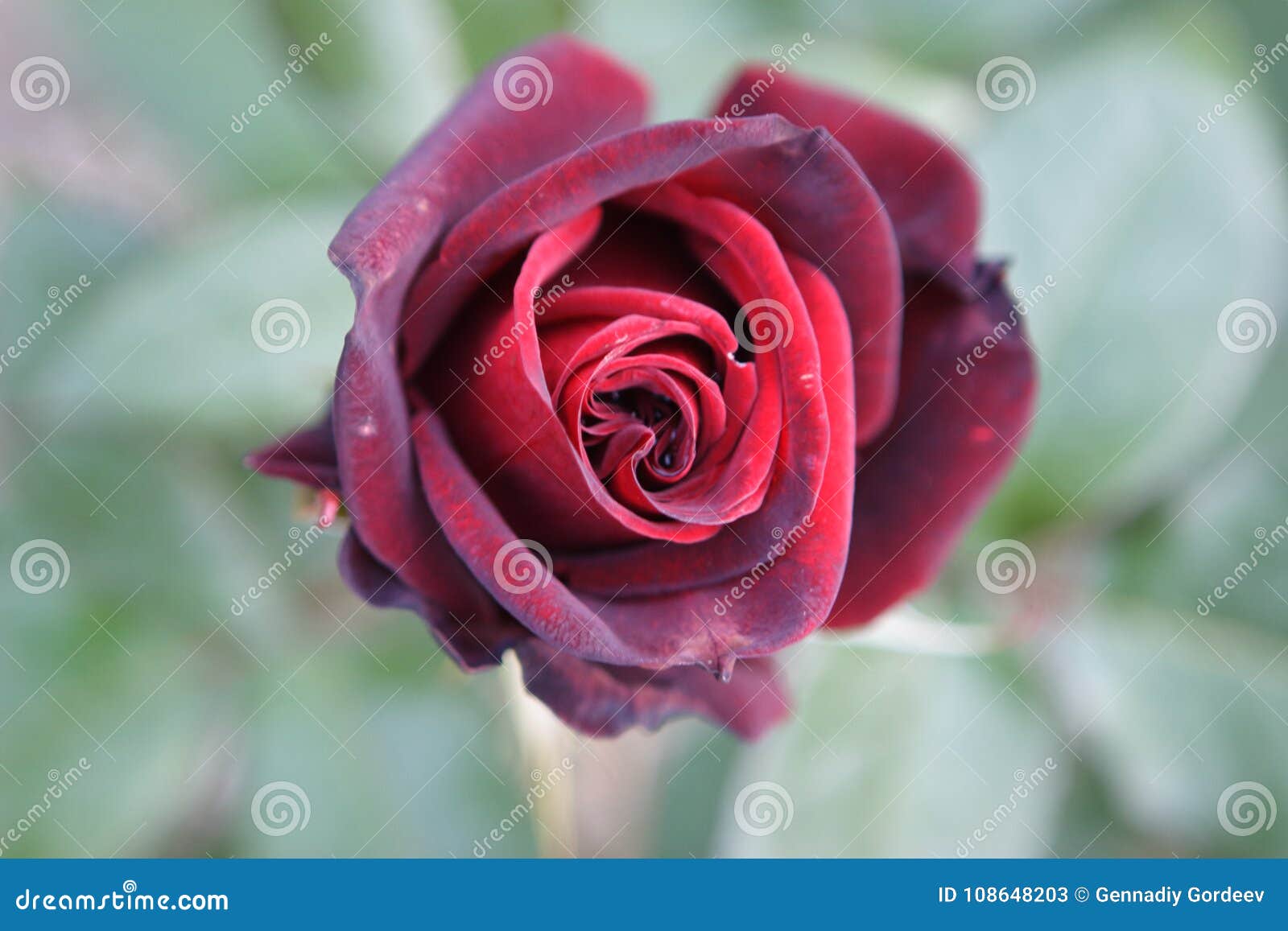 Divine fine claret rose stock image. Image of wild, dismissed - 108648203