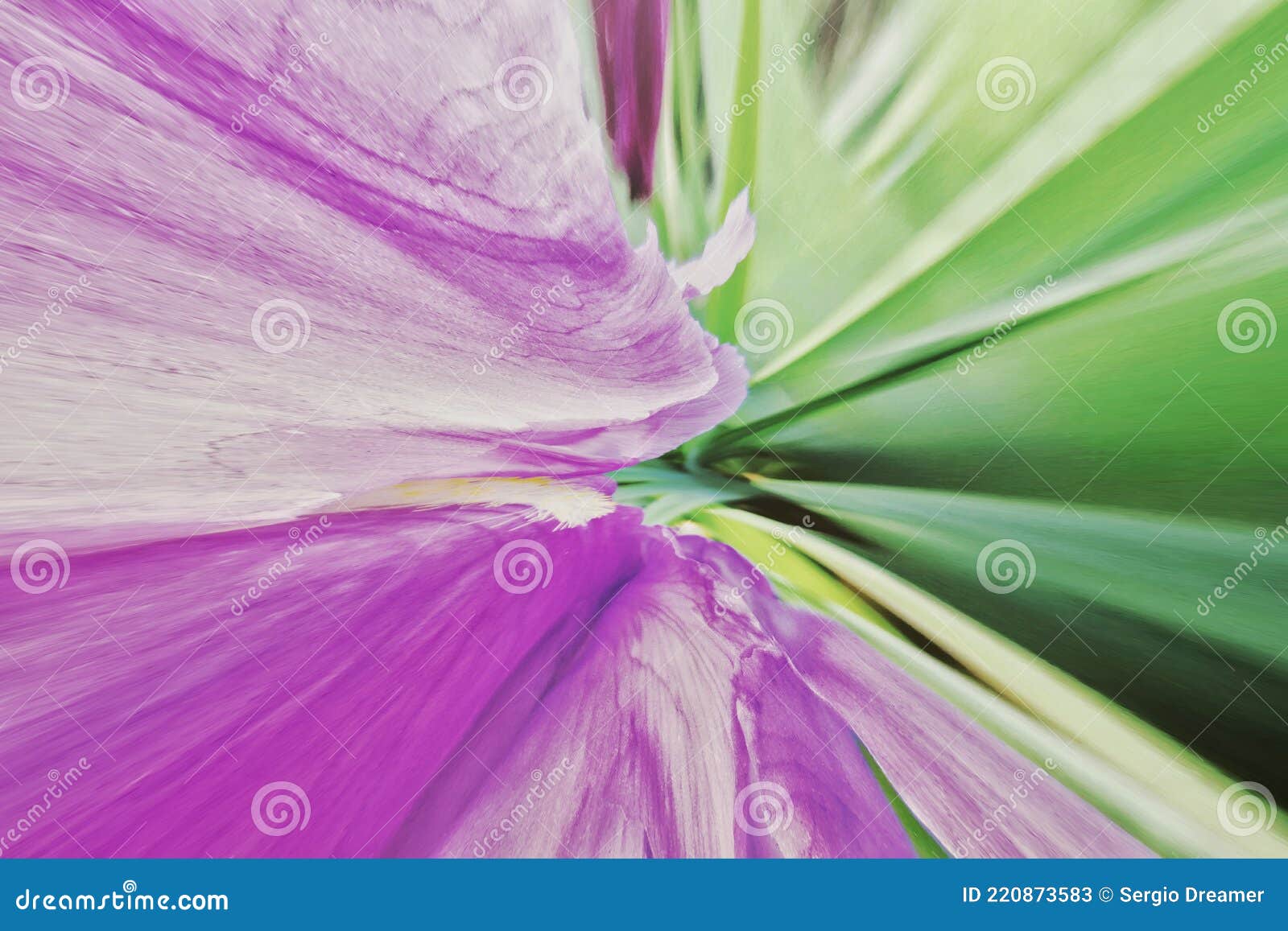 Divine Flower Beautiful Colorful Nature Stock Image - Image of ...