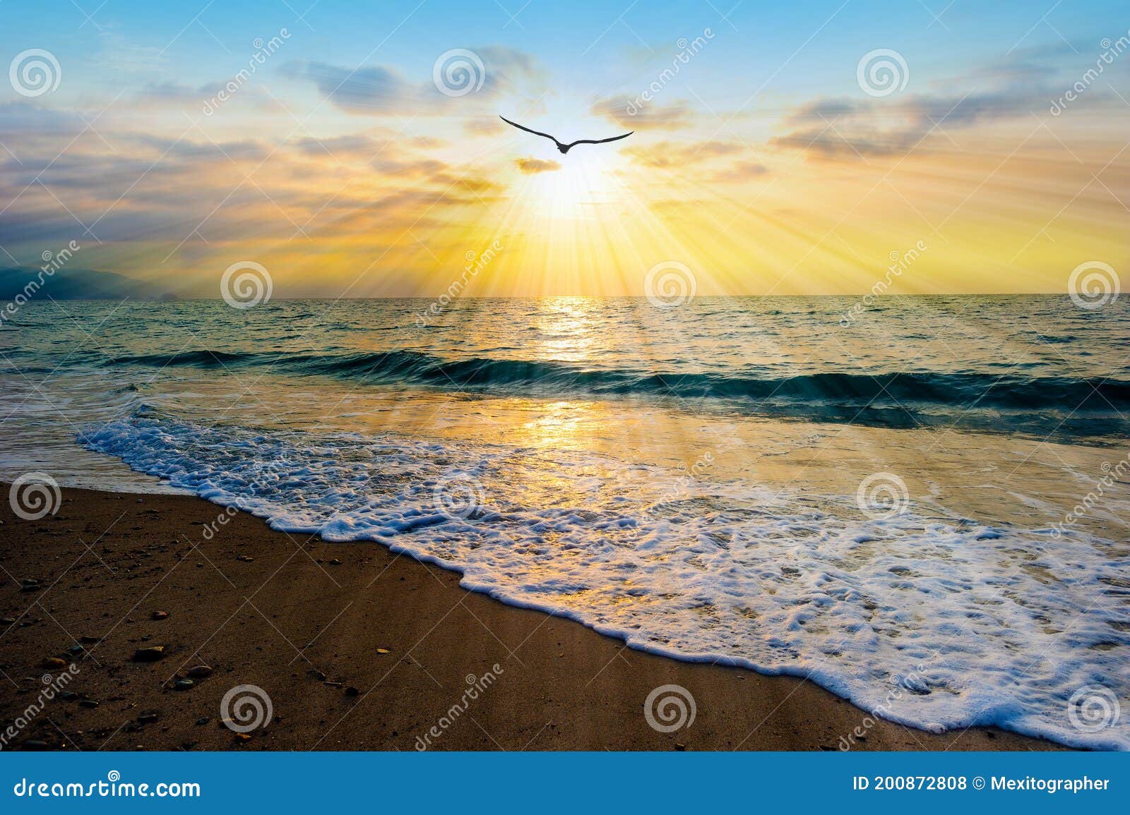 Divine Sunset Ocean Bird stock photo. Image of heaven - 200872808