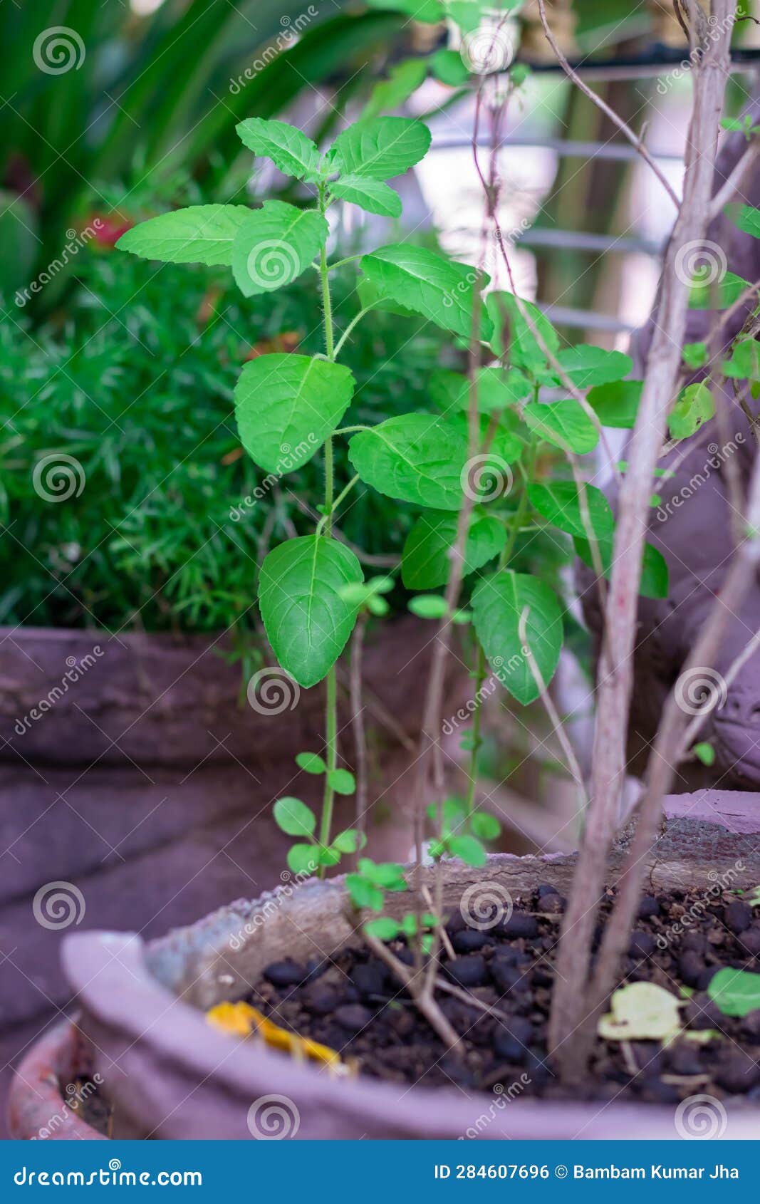 Divine Tree A Yorishiro In Shinto Terminology Is An Object Capa Stock ...
