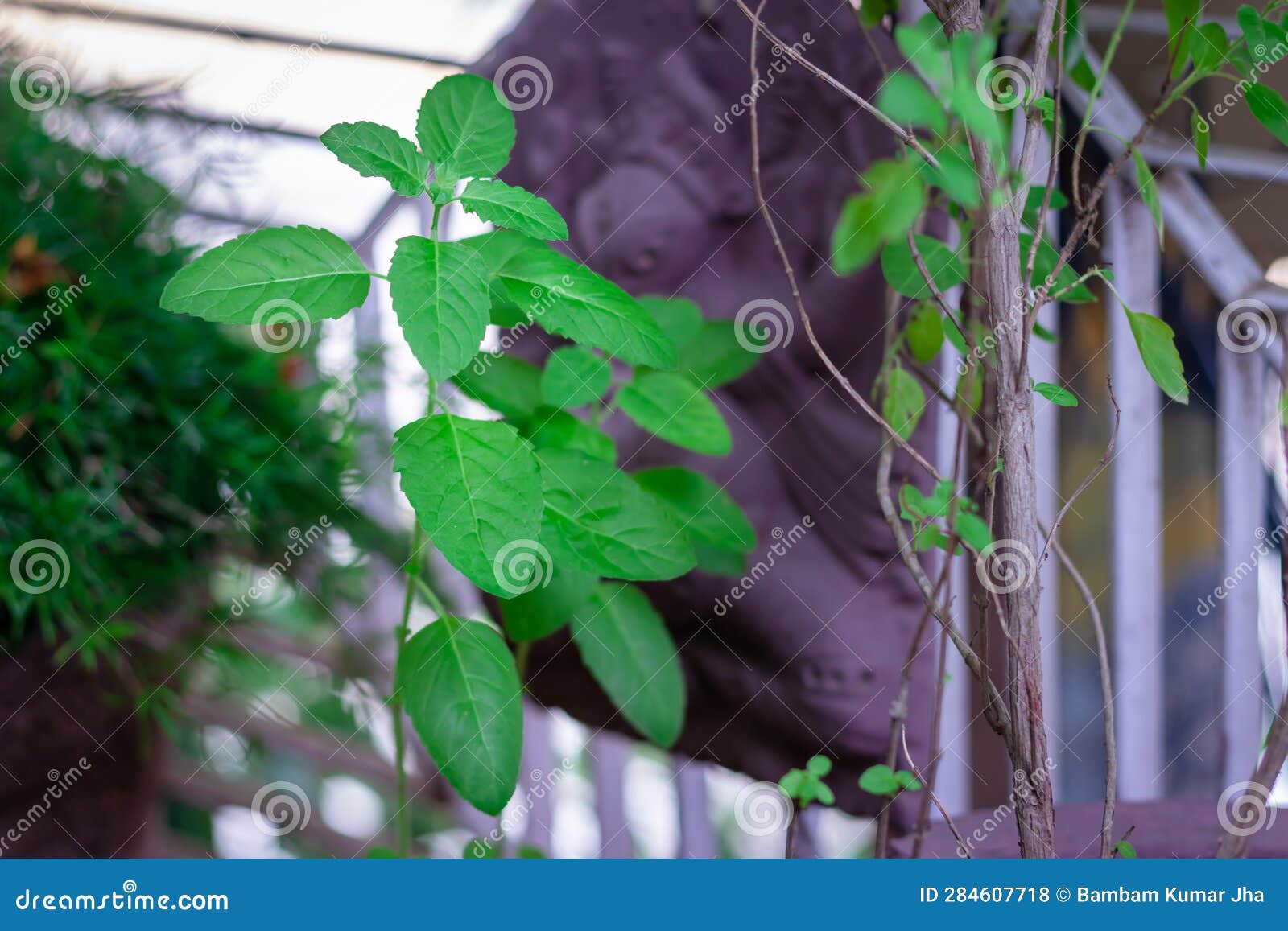 Divine Tulsi Tree Daytime Views from Unique Perspectives Stock Photo ...