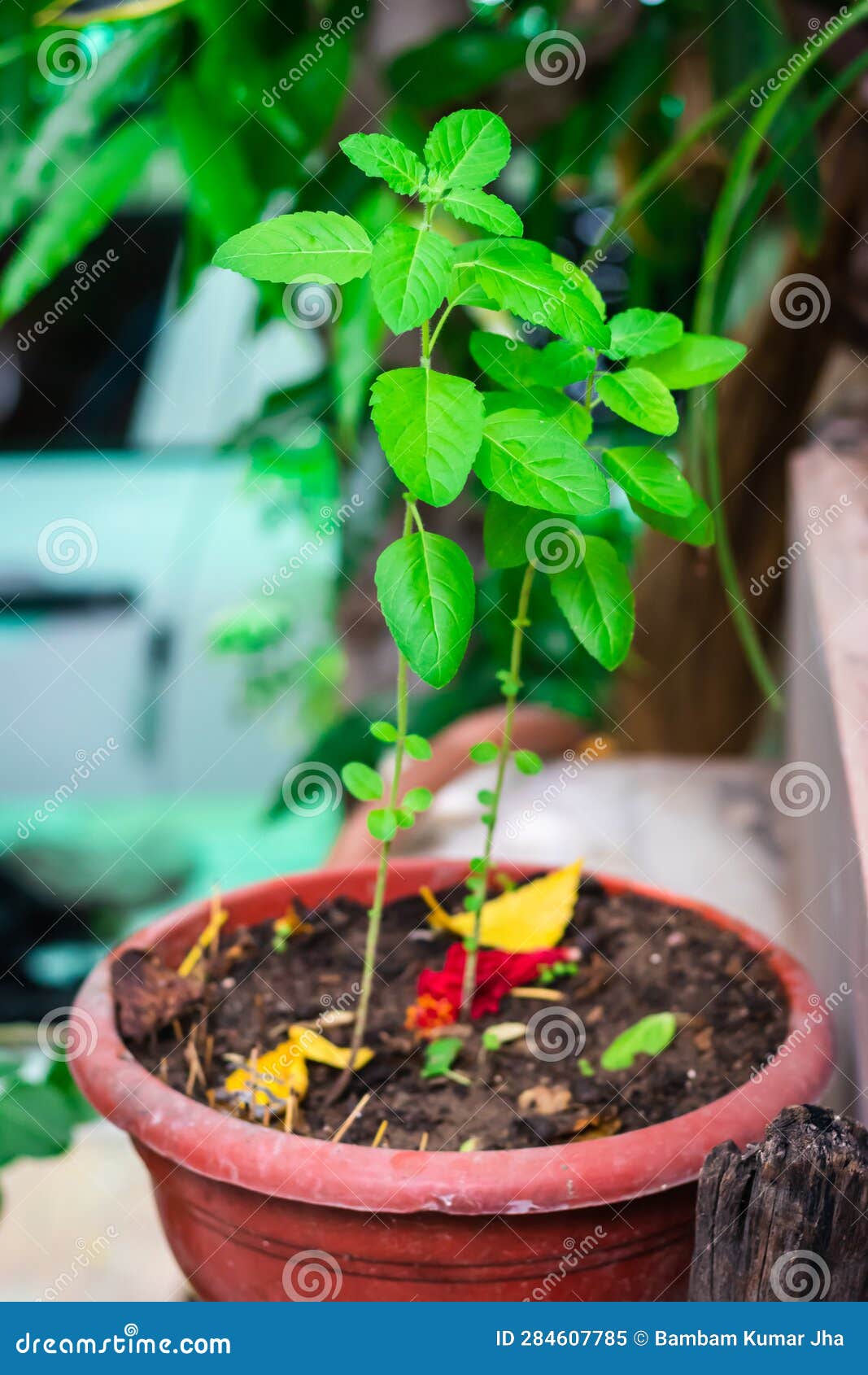 Divine Tree A Yorishiro In Shinto Terminology Is An Object Capa Stock ...
