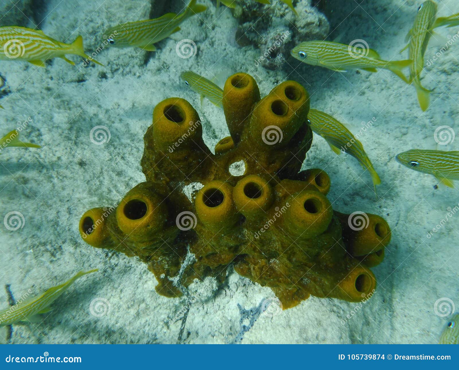 Diving in Aruba stock photo. Image of aruba, diving - 105739874