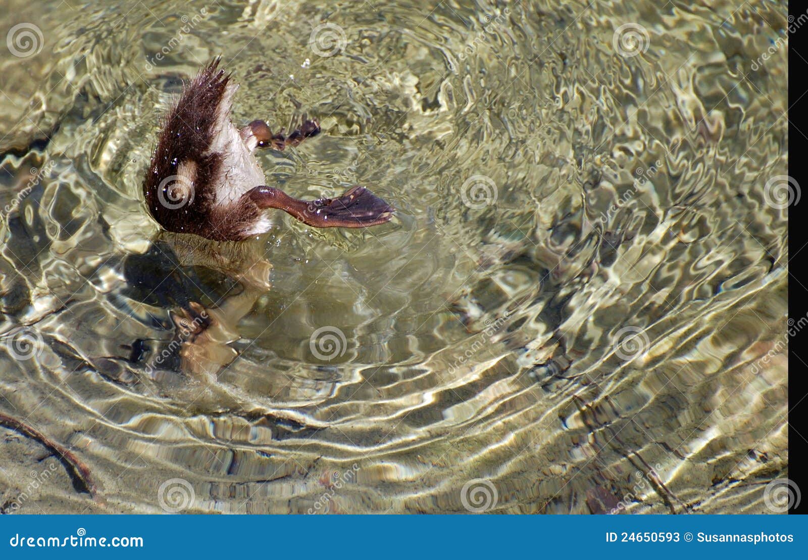 Diving Baby Duck stock image. Image of farm, feet, duckling - 24650593