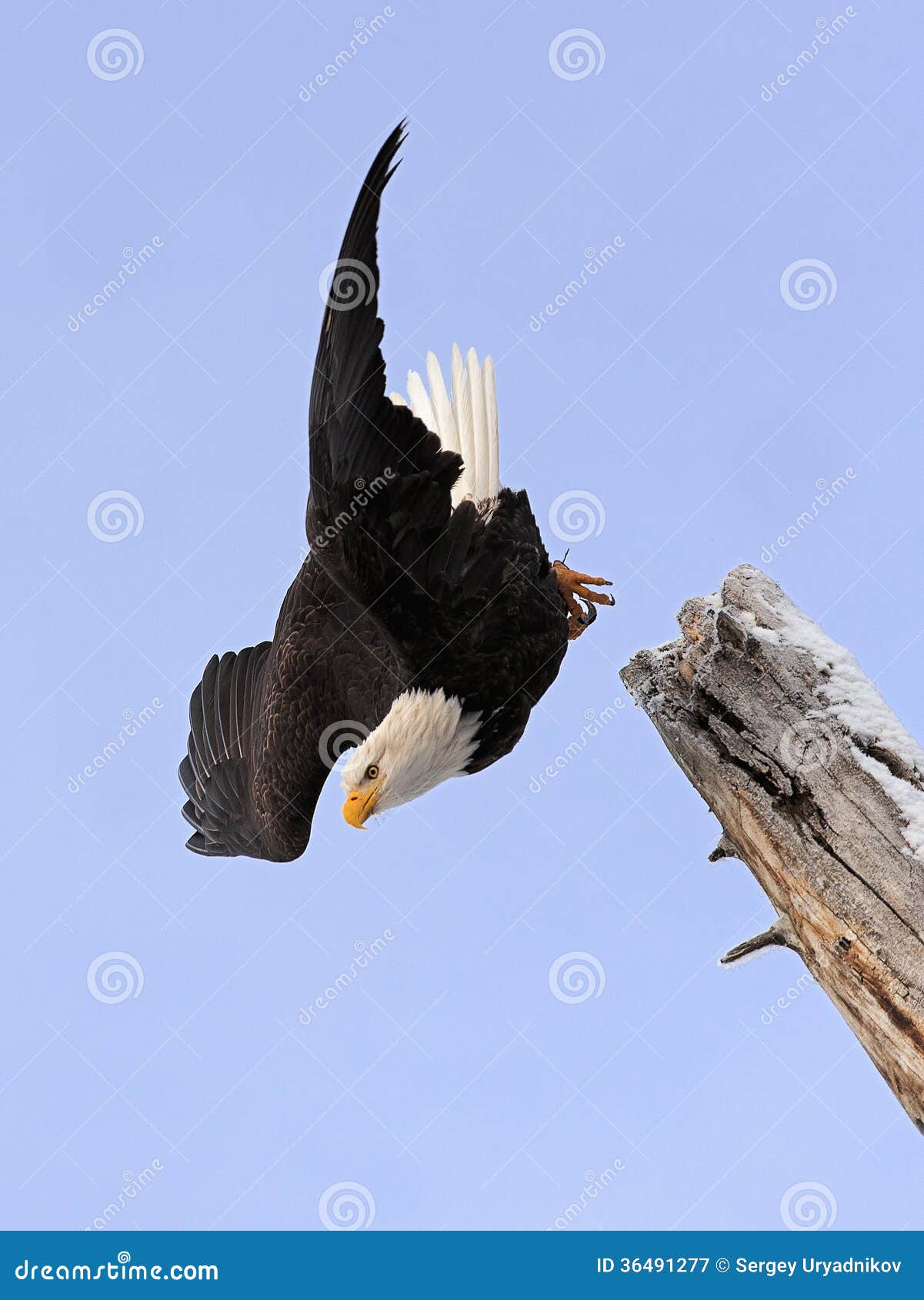 Diving bald eagle stock image. Image of bird, background - 36491277