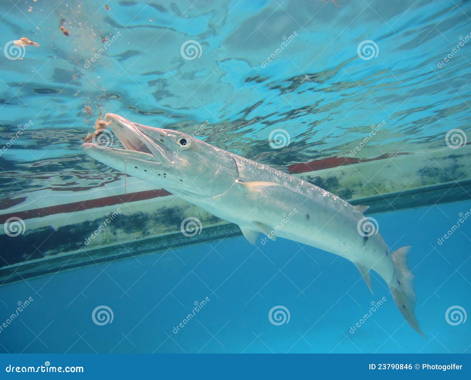 Diving with barracudas stock photo. Image of diving, fish - 23790846