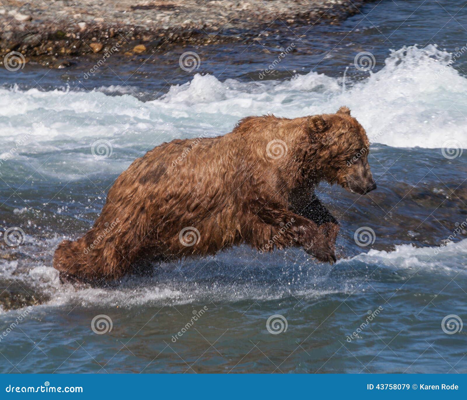Diving Bear stock image. Image of dives, falls, waterfall - 43758079