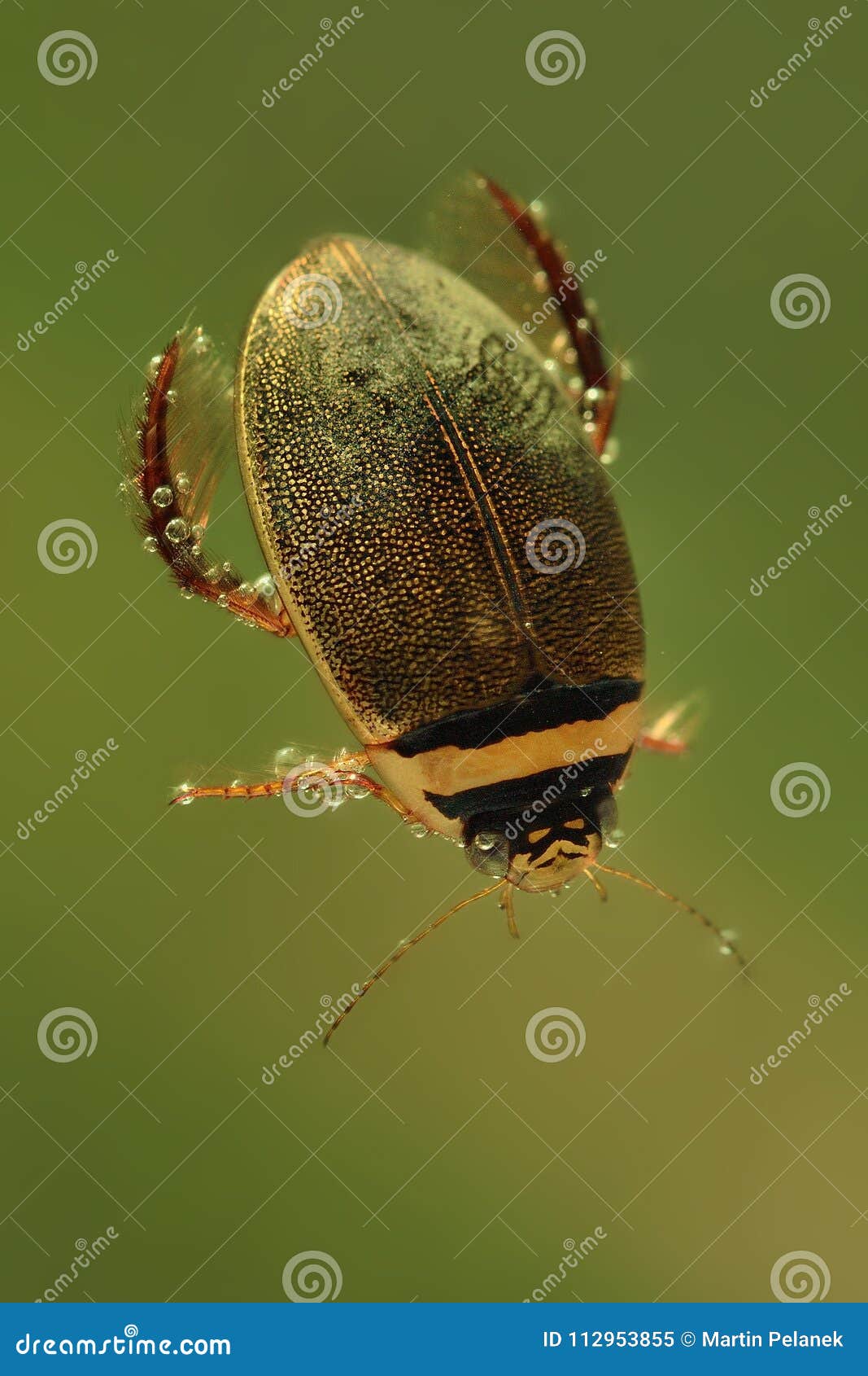 Diving Beetle & X28;Graphoderus Cinereus& X29; Stock Image - Image of ...