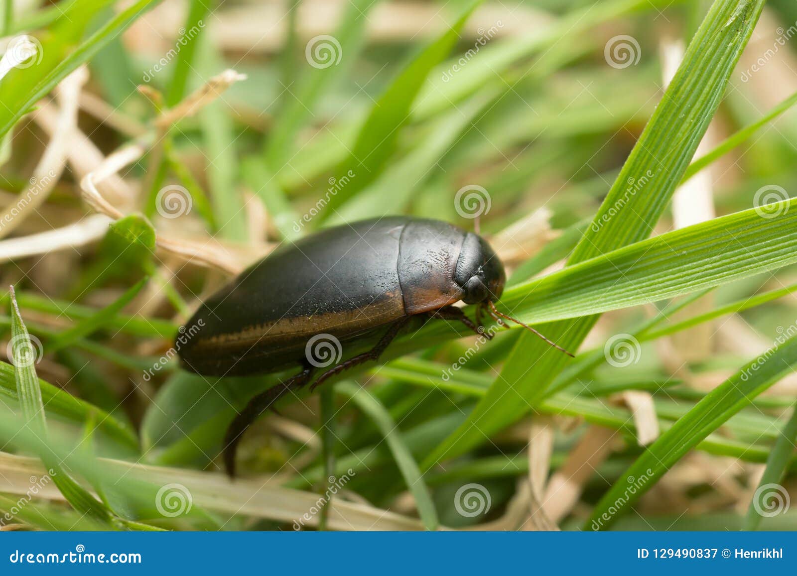 Diving Beetle, Hydaticus Seminiger Stock Image - Image of predator ...