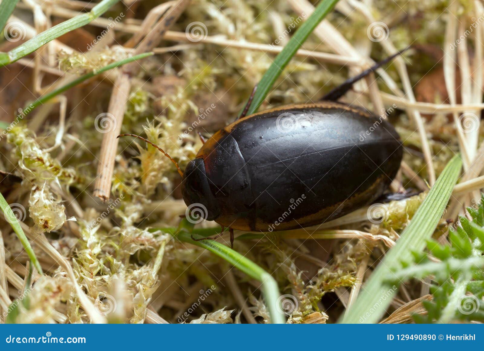 Diving Beetle, Hydaticus Seminiger Stock Photo - Image of aquatic ...