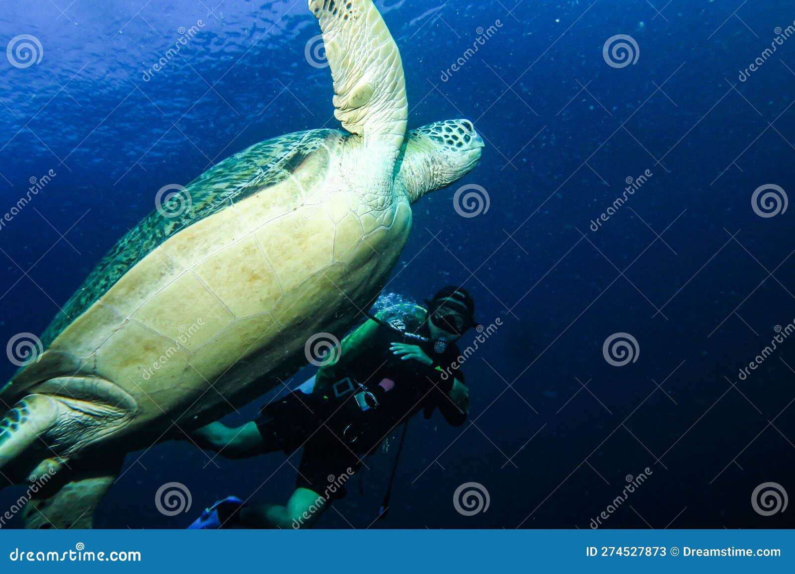 Diving with a big turtle stock image. Image of ocean - 274527873