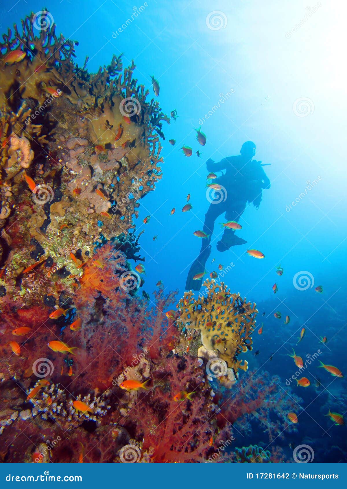 Diving in a coral reef stock photo. Image of scuba, diver - 17281642