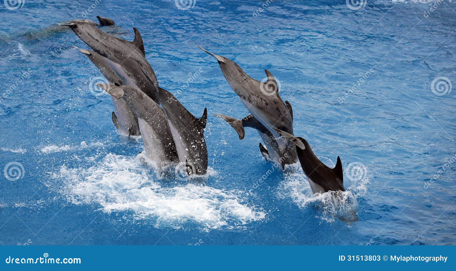 Diving Dolphins Stock Photos - Image: 31513803