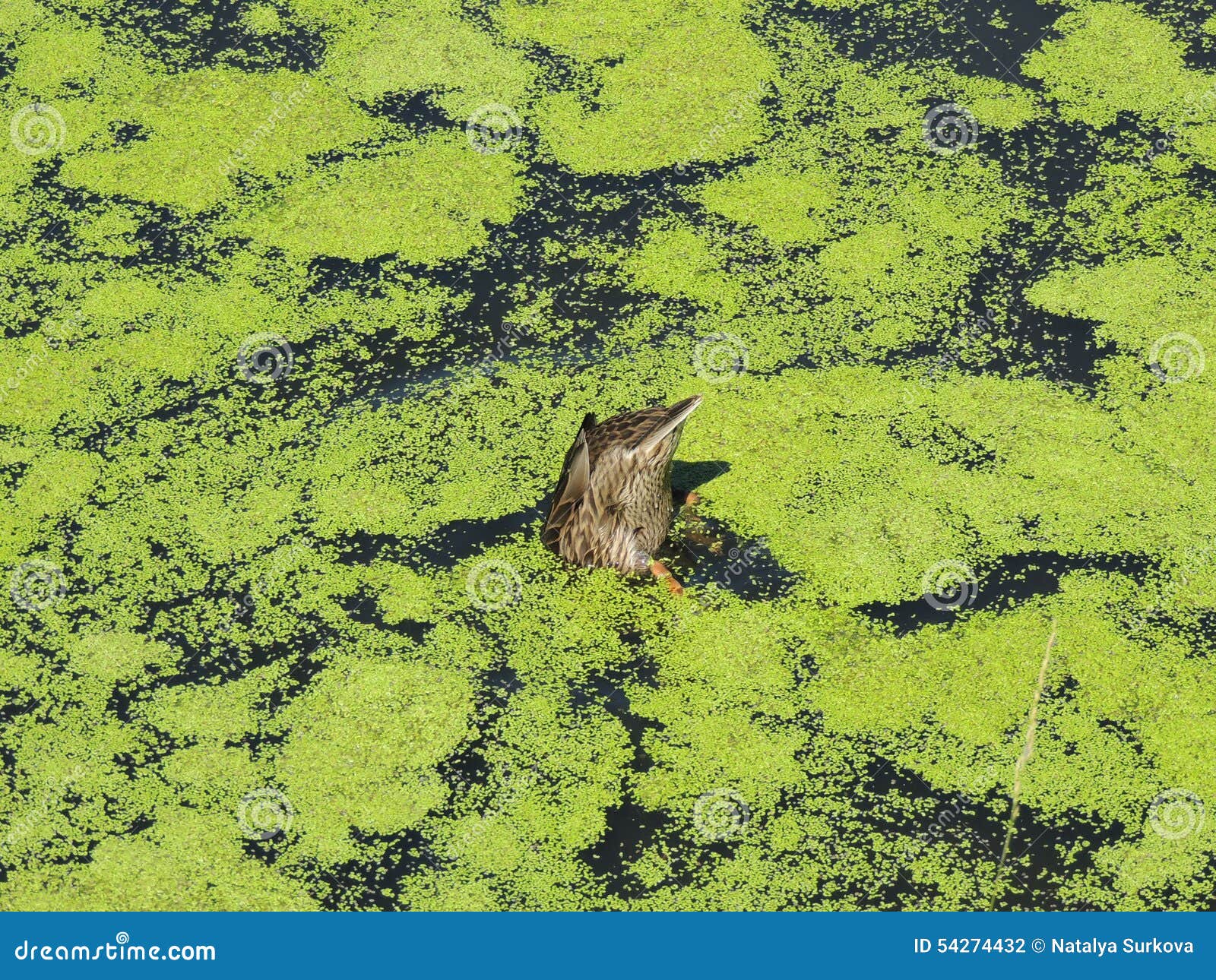 The diving duck in a pond stock photo. Image of nature - 54274432
