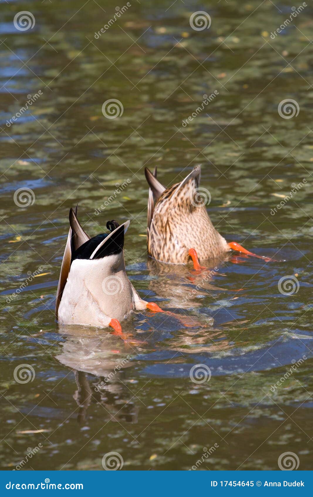 Diving ducks stock image. Image of animals, humor, upside - 17454645