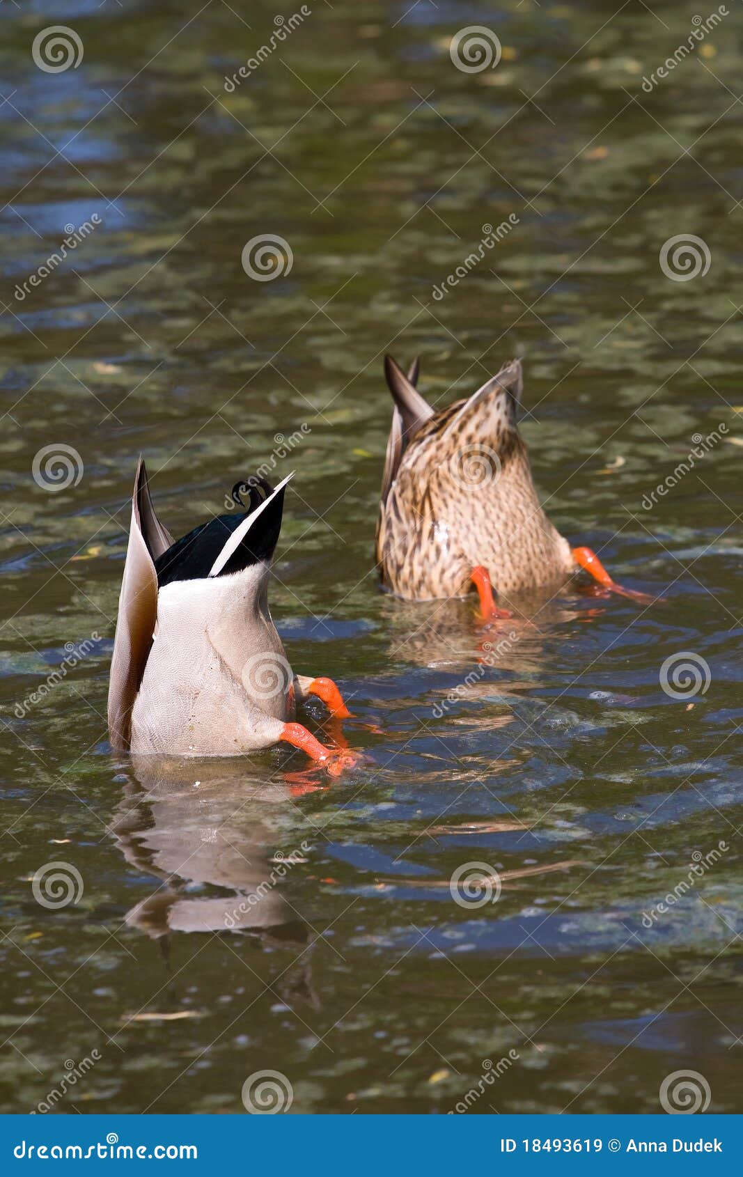 Diving Ducks Picture. Image: 18493619