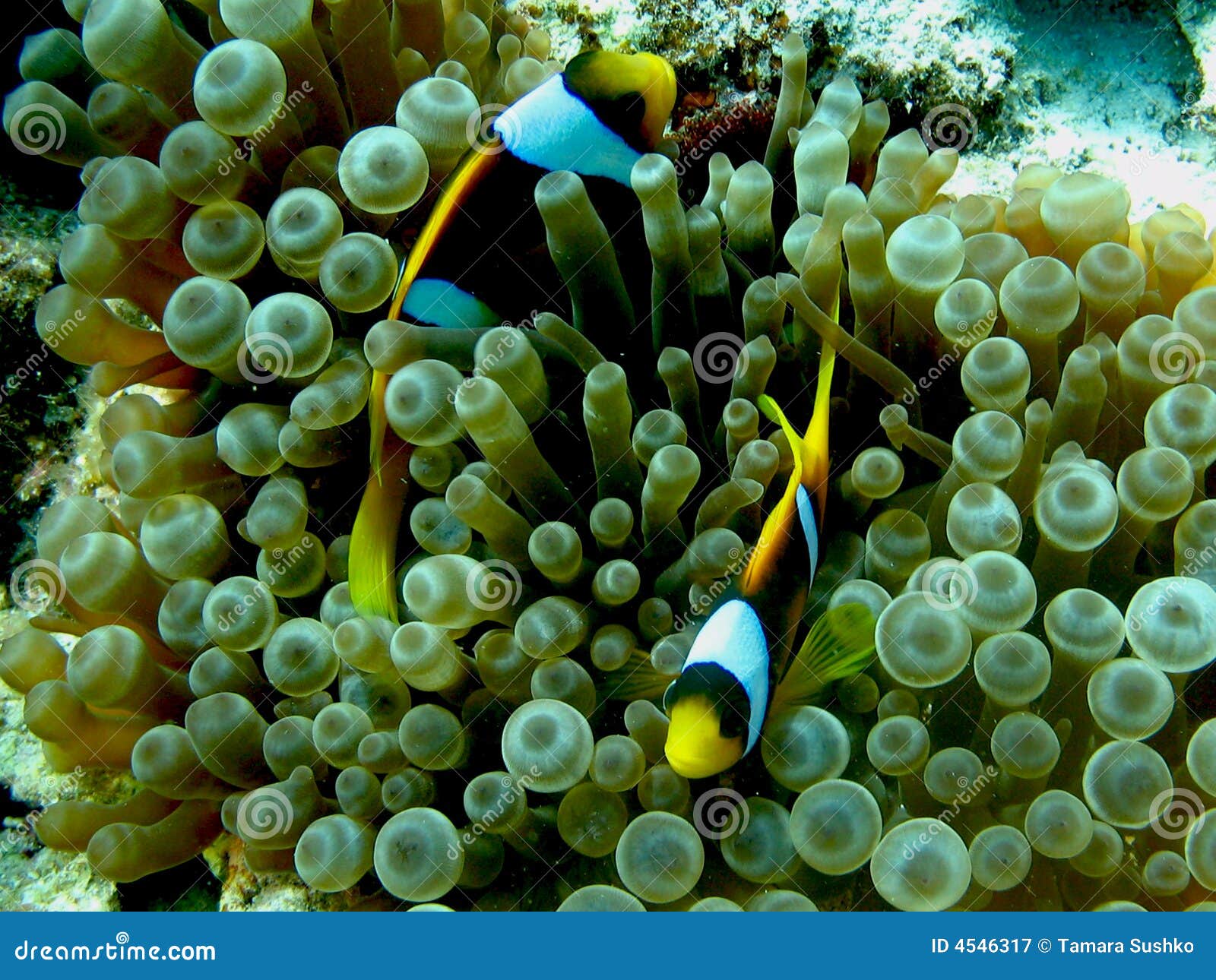 Diving in Egypt, nemo fish stock image. Image of beauty - 4546317