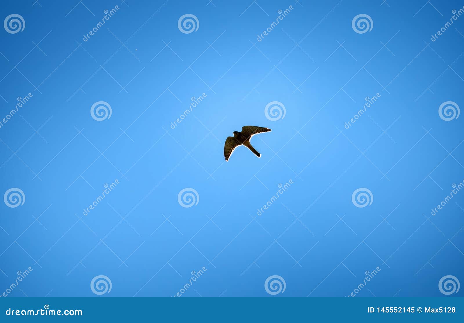 Diving Falcon stock image. Image of deep, beak, background - 145552145