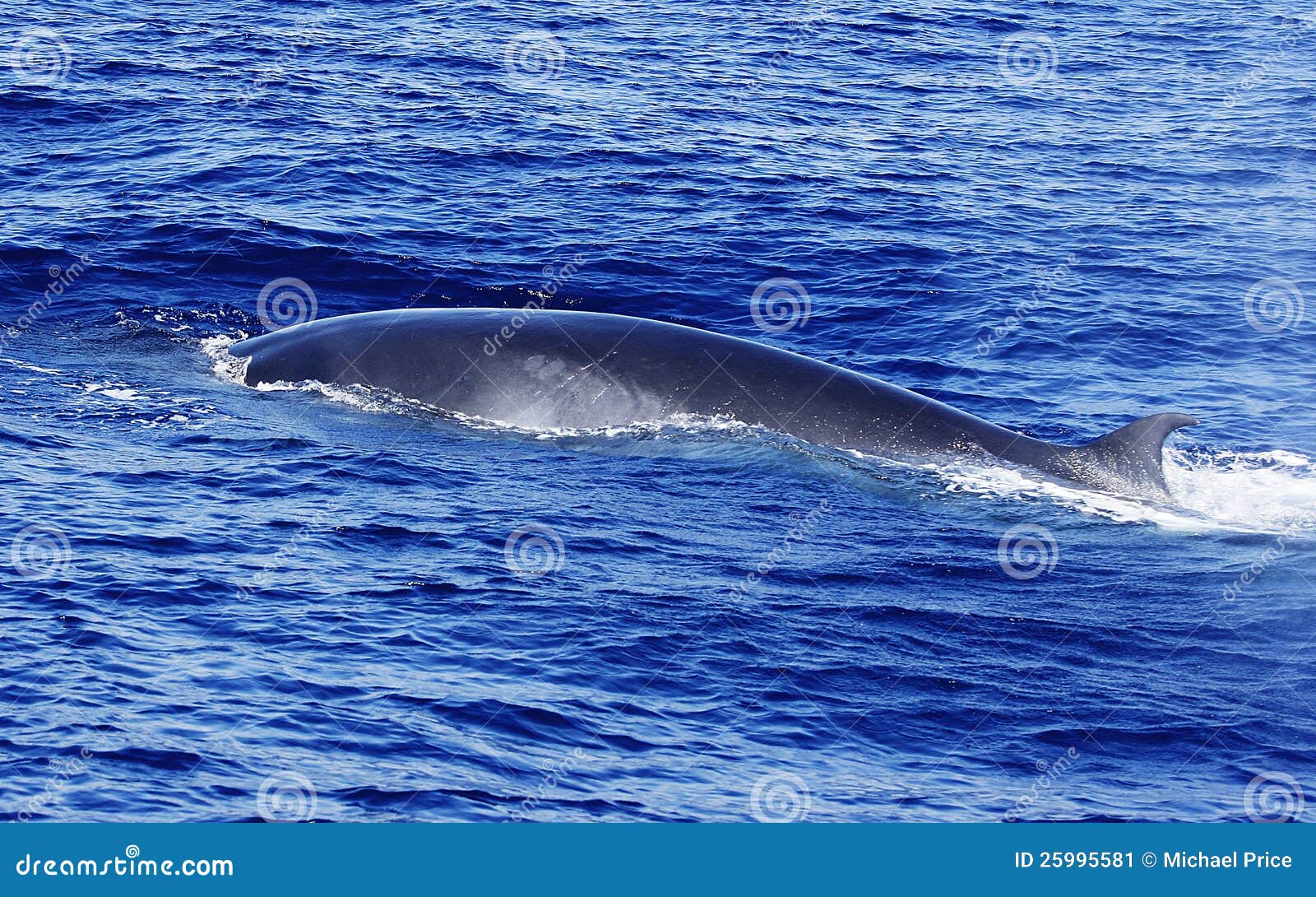 Diving Fin Whale ( Balaenoptera Physalus) Stock Image - Image of swim ...