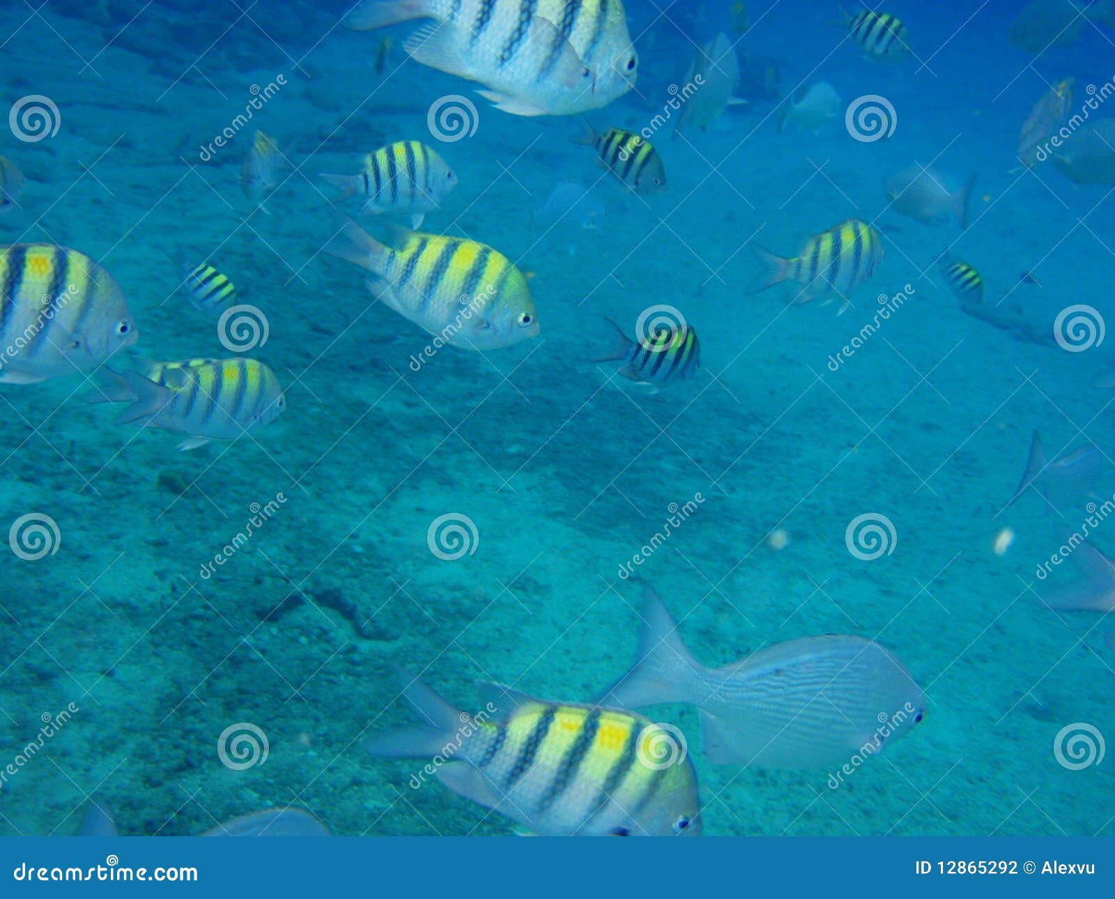 Diving, fish stock photo. Image of tours, cart, cyan - 12865292