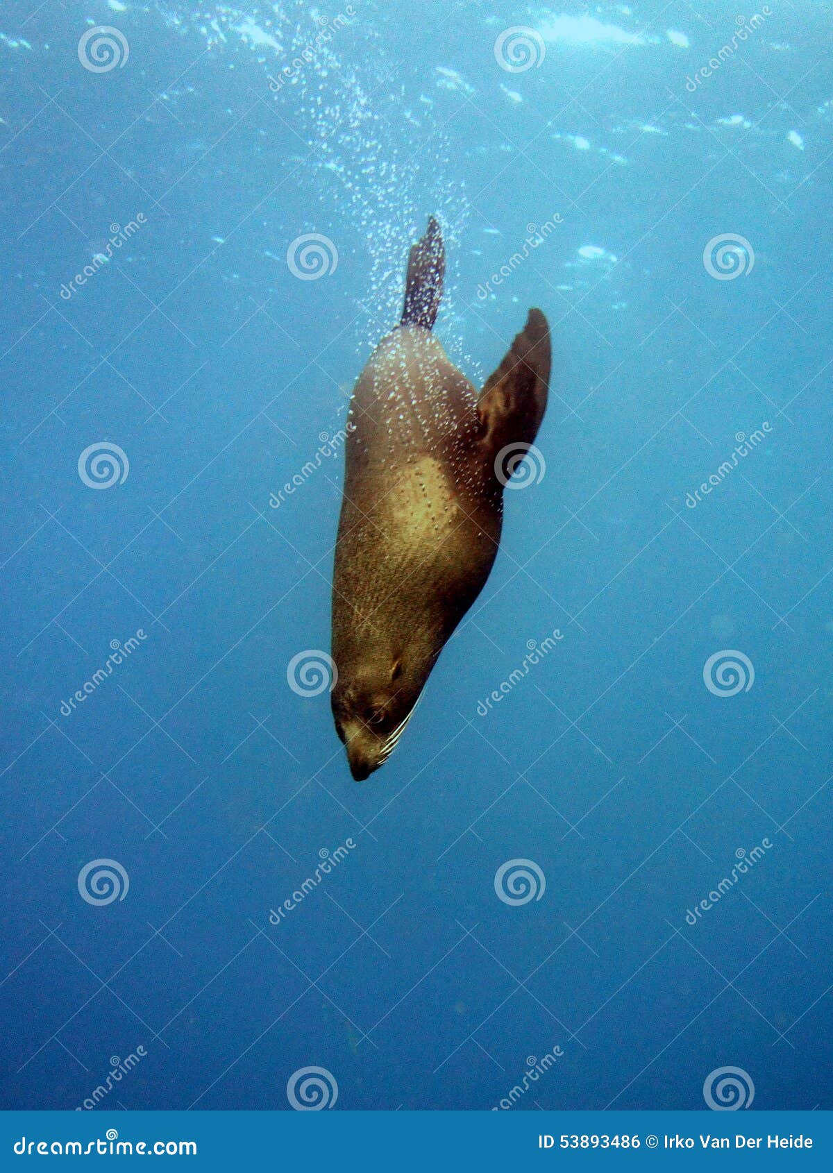 Diving fur seal stock photo. Image of blue, australia - 53893486