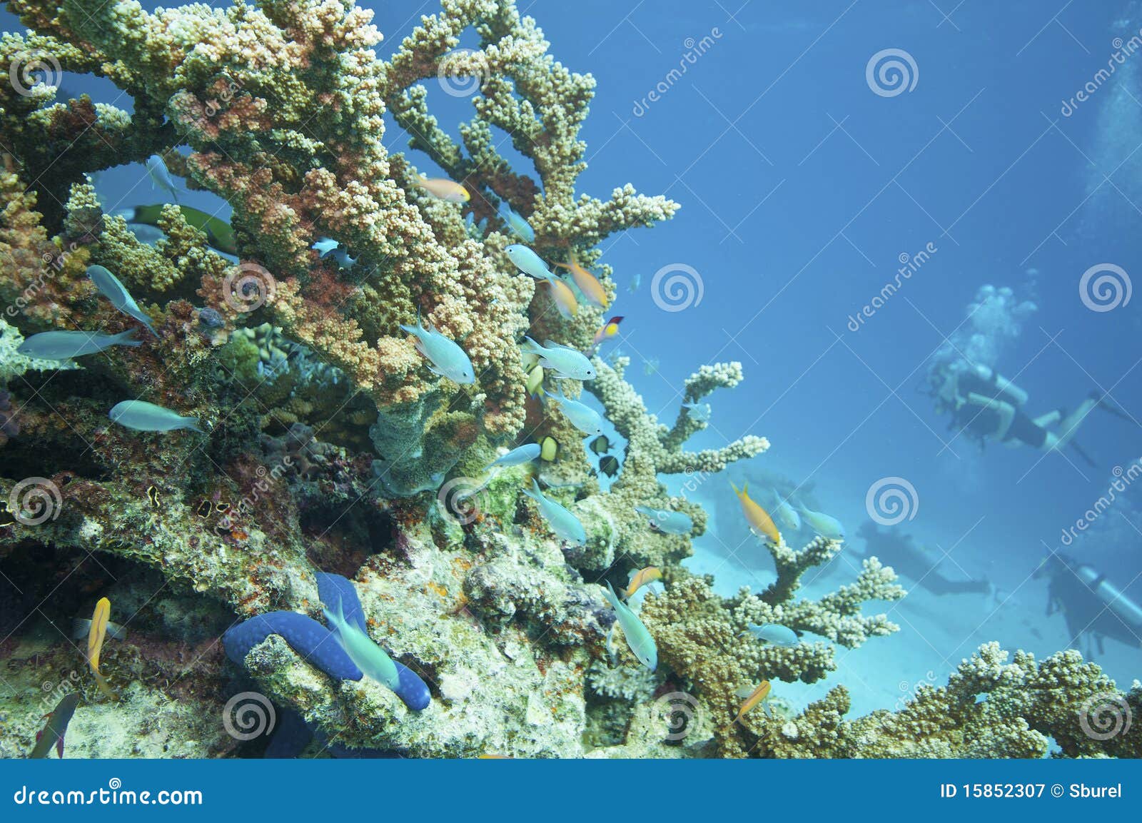 Diving the Great Barrier Reef Stock Image - Image of reef, blue: 15852307